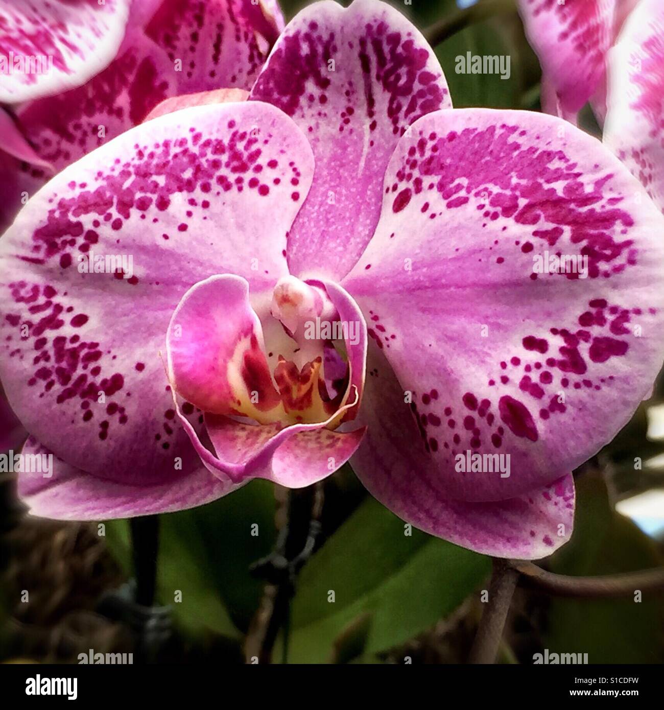 Tyrian Purple High Resolution Stock Photography and Images - Alamy