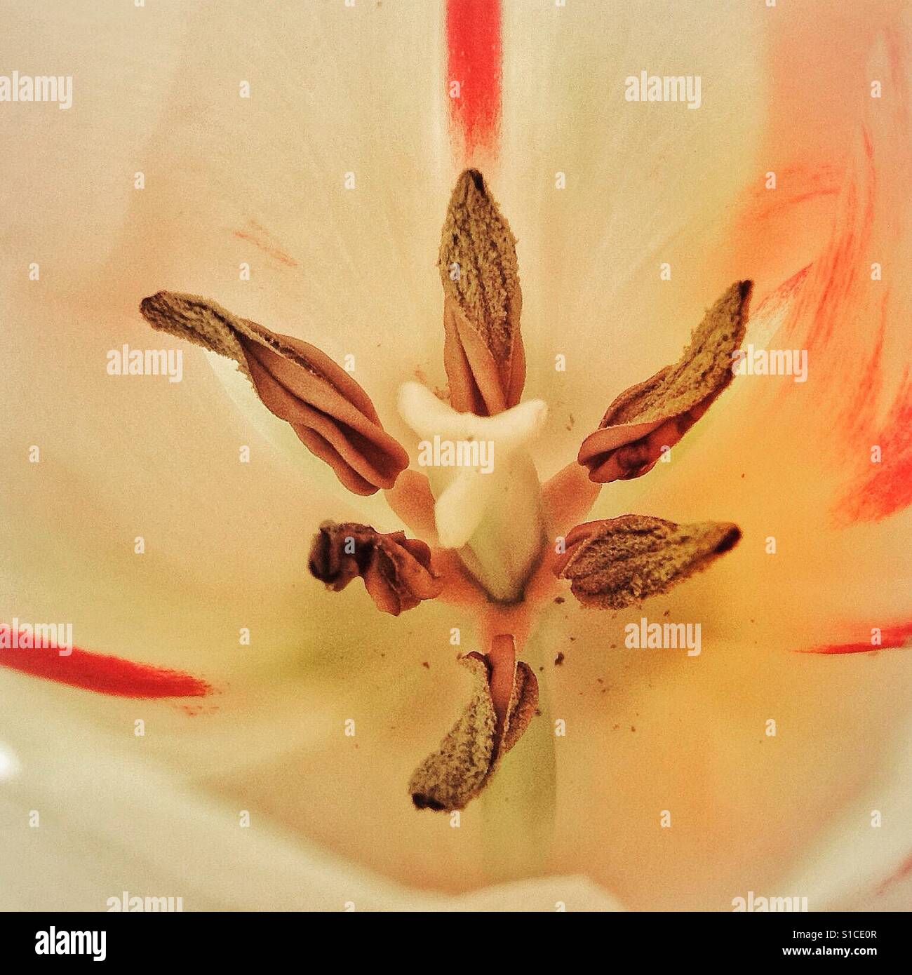 Open tulip close up Stock Photo - Alamy