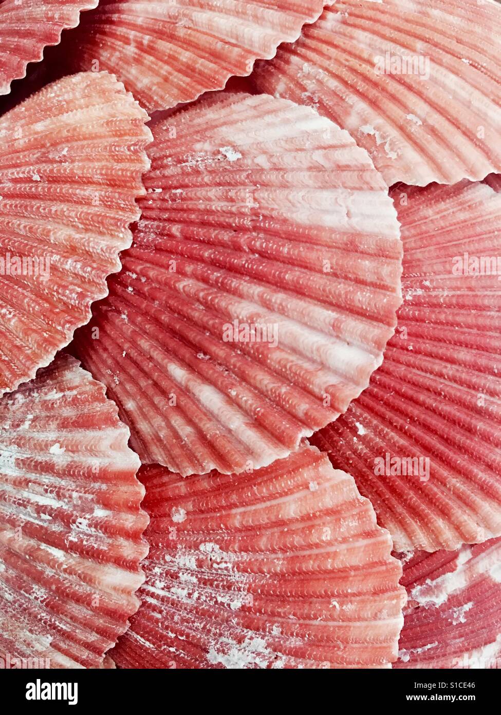 Pink sea shells hi-res stock photography and images - Alamy