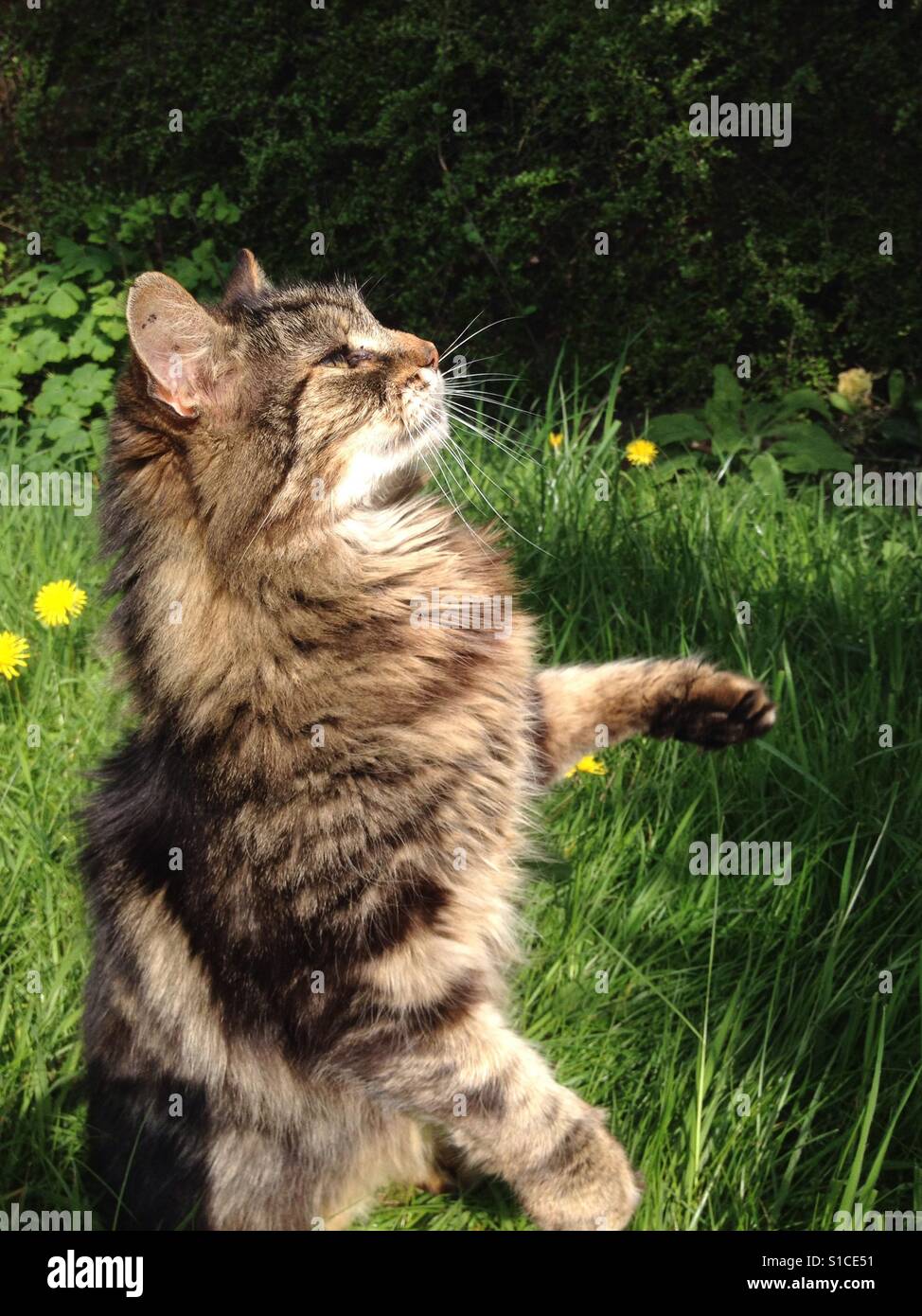 Cat wave hi-res stock photography and images - Alamy