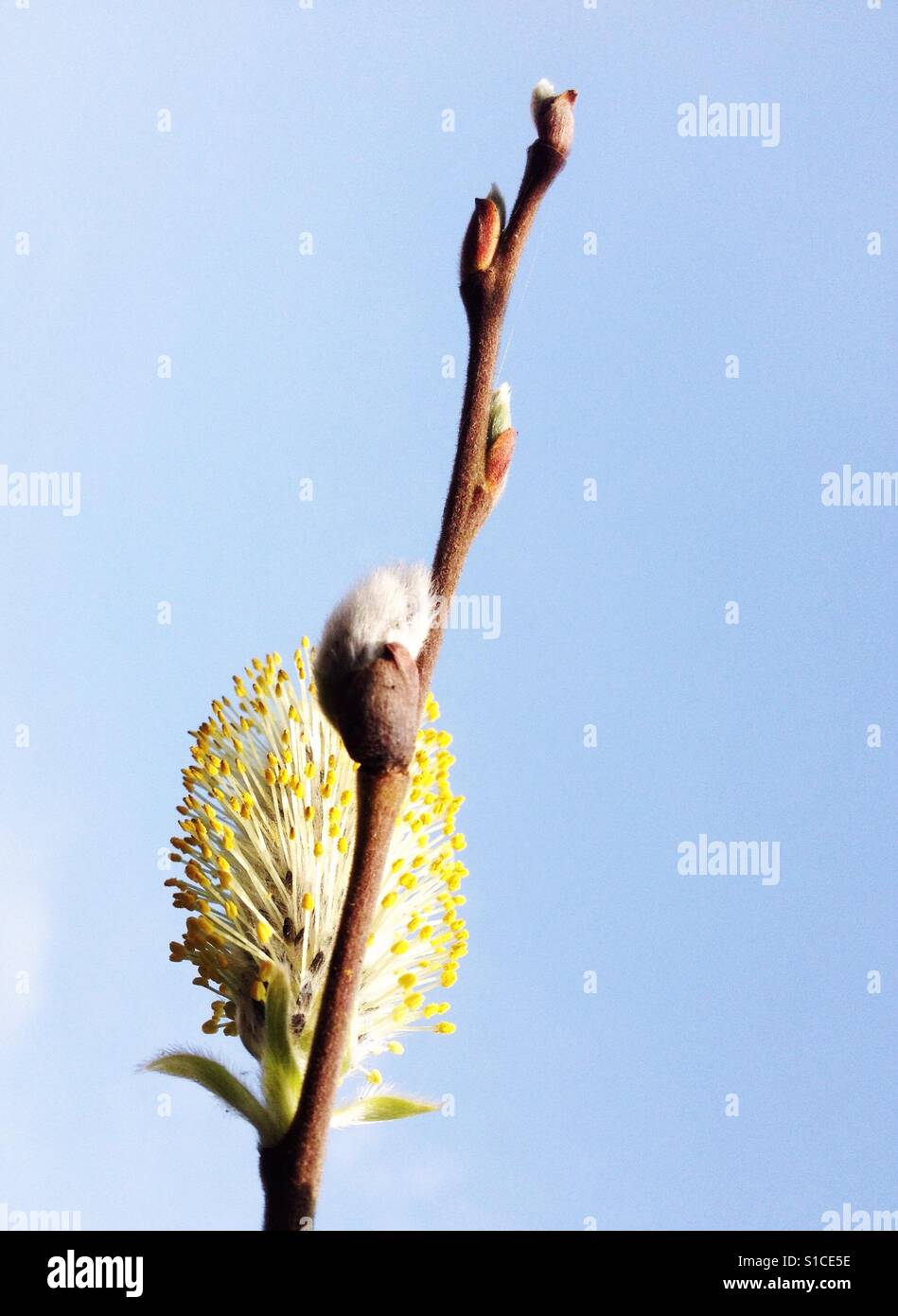 Pussy willow tree Stock Photo - Alamy