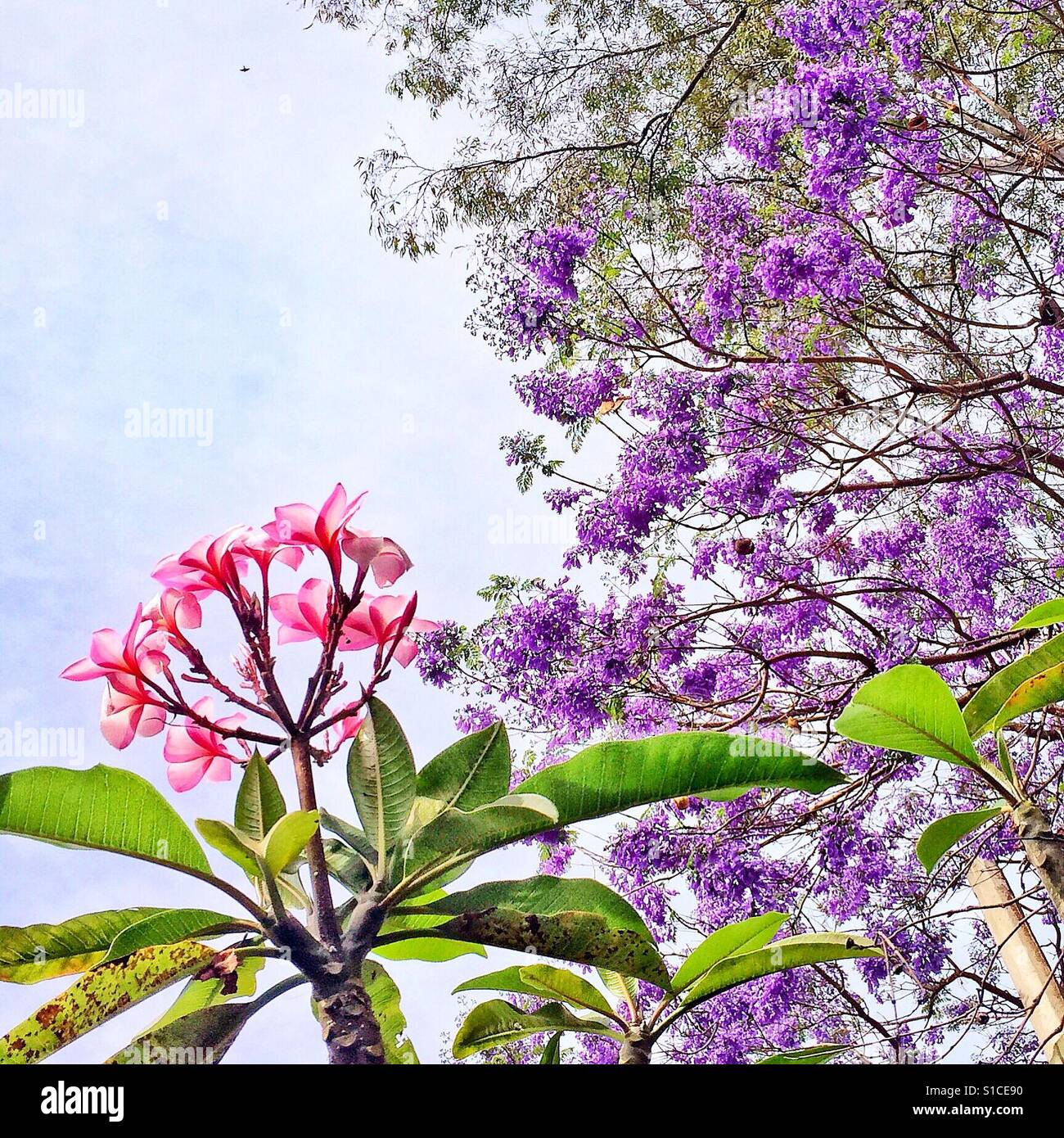 Jacaranda trees in bloom hi-res stock photography and images - Alamy