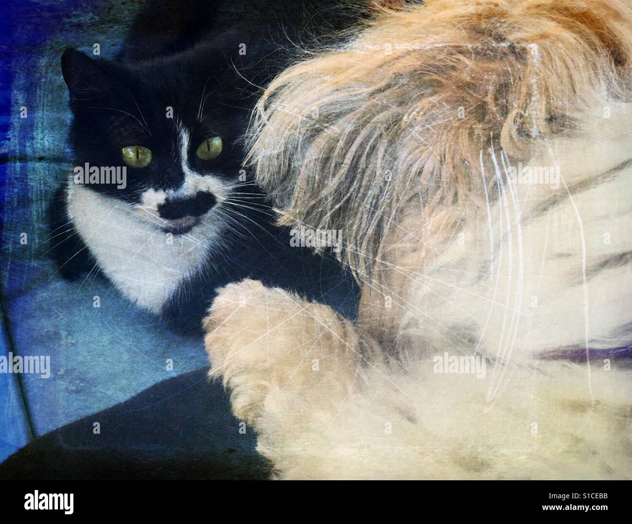 Stare down hi-res stock photography and images - Alamy