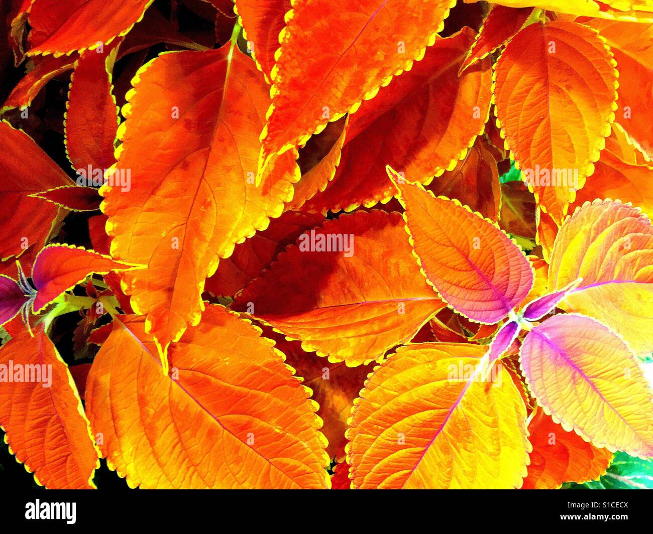 Trusty Rusty Coleus - gorgeous copper - bronze leaves edged with Ivory ...