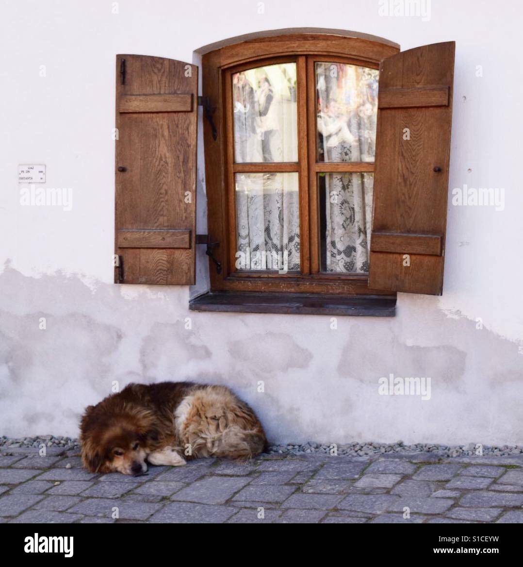 a dog sleeping under an open window Stock Photo - Alamy