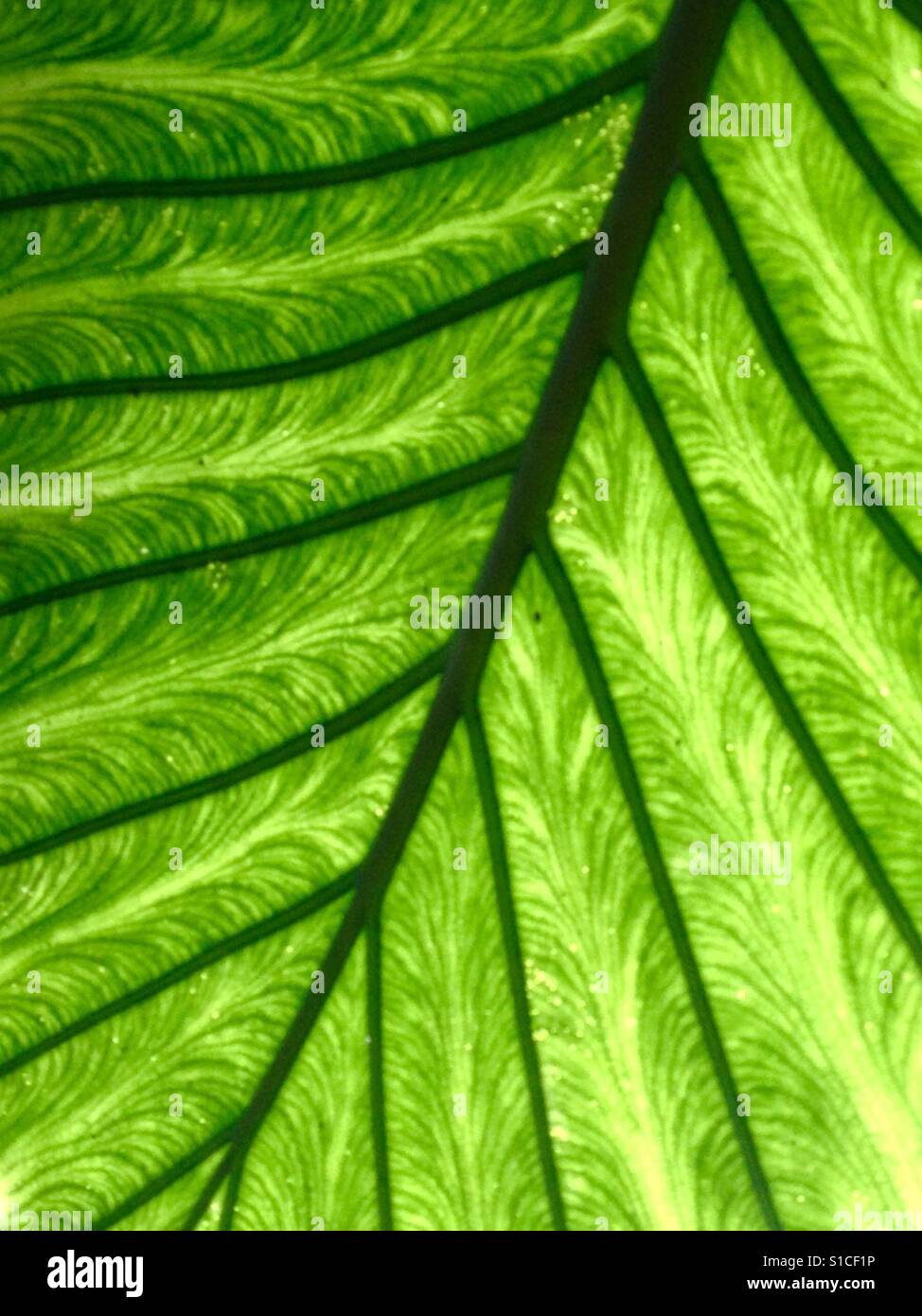 Leaf detail hi-res stock photography and images - Alamy