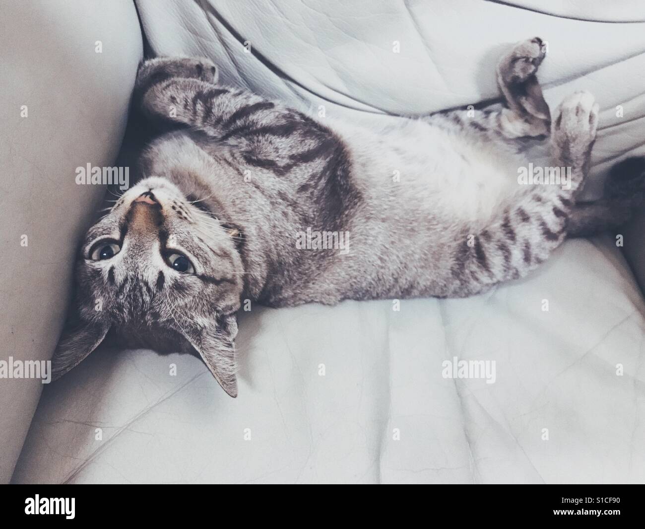 Cat in her comfy pose Stock Photo - Alamy