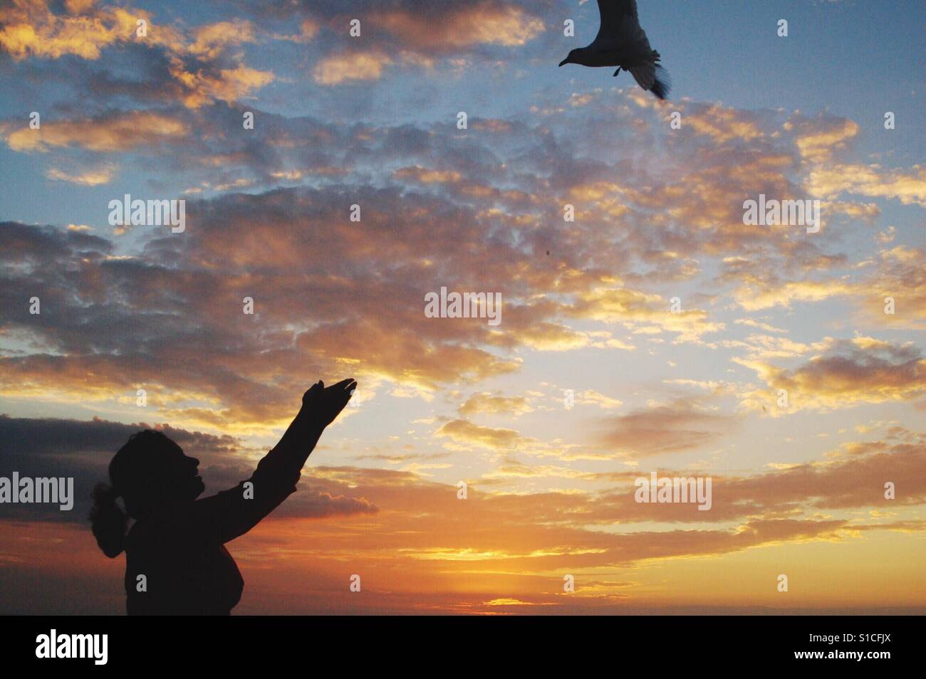 Bird smartphone stock photos and images - Alamy