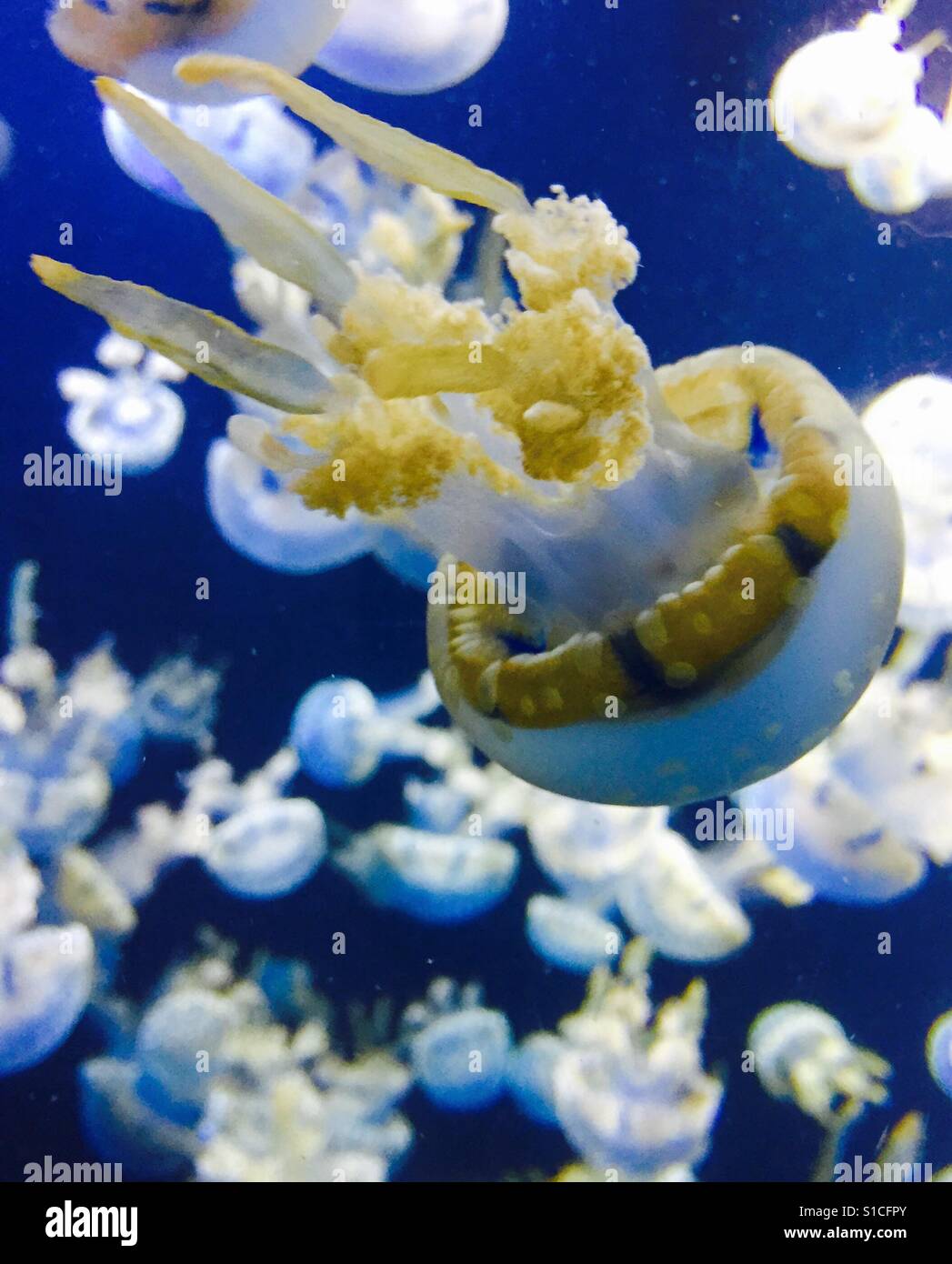 Aquarium and jellyfish group hi-res stock photography and images - Alamy