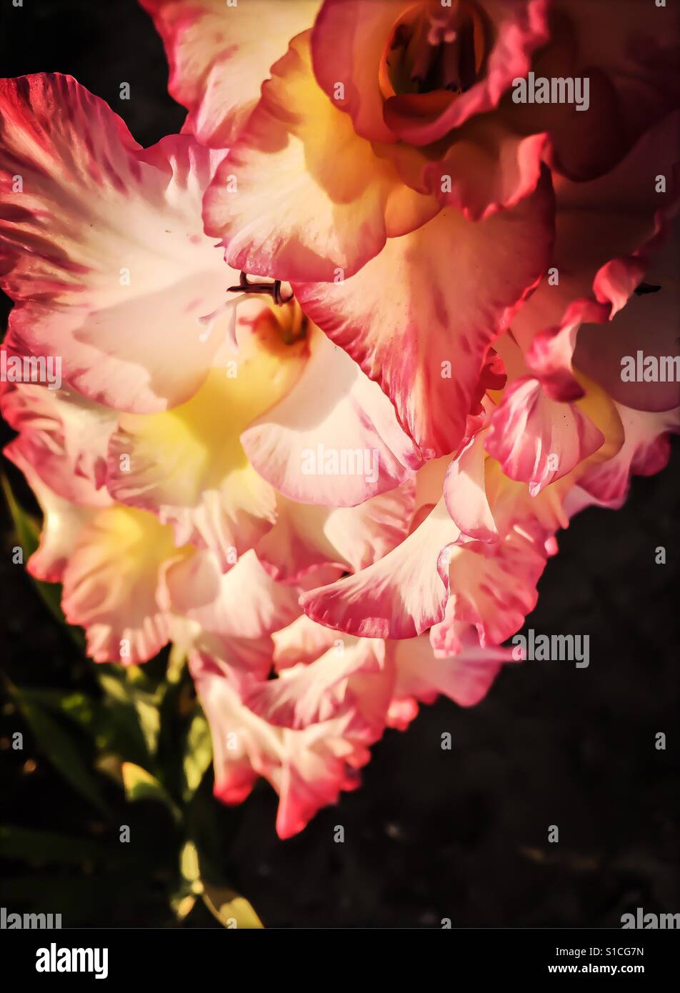 Stunning pink gladiolus Stock Photo - Alamy
