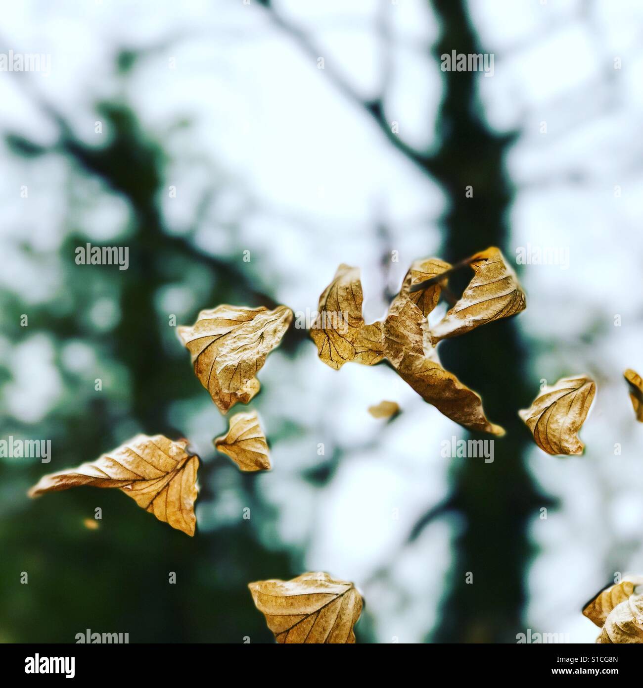 Leaves are falling hi-res stock photography and images - Alamy