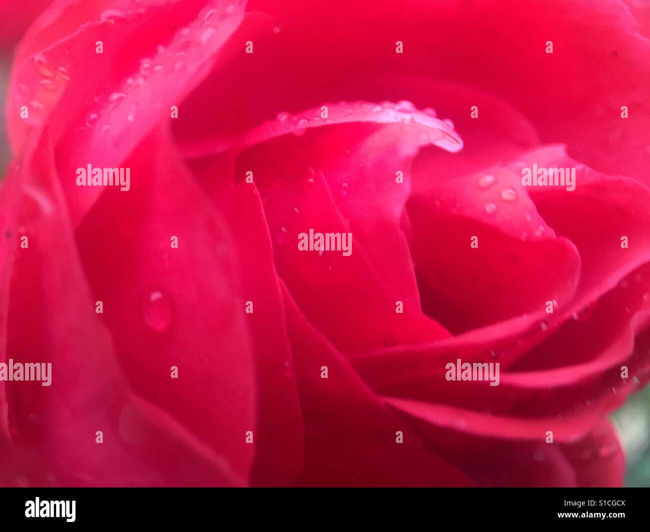 Dew on rose hi-res stock photography and images - Alamy