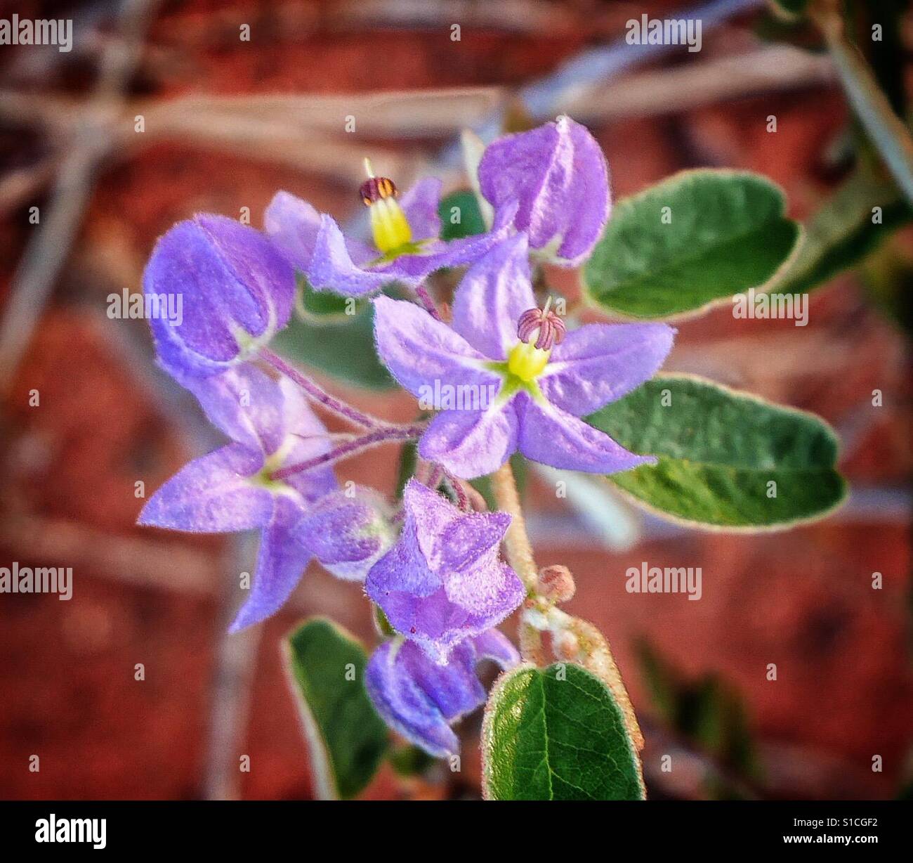 Pretty wild flower hi-res stock photography and images - Alamy