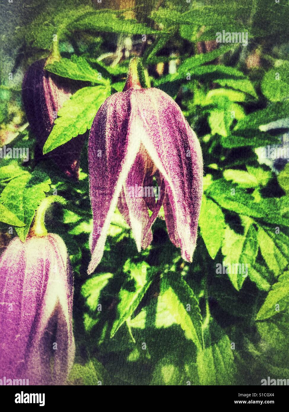 Clematis Koreana Stephanie Stock Photo - Alamy