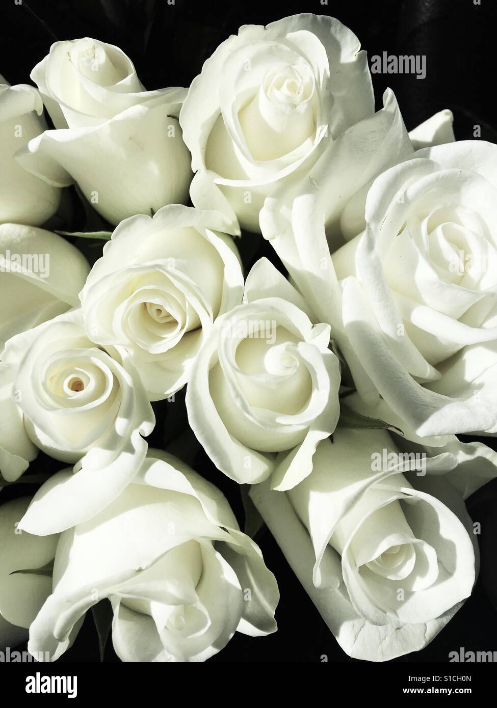 Dozen roses hi-res stock photography and images - Alamy