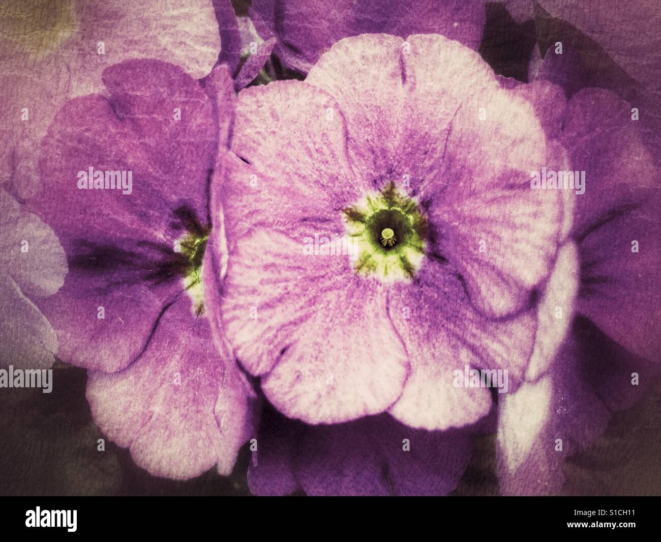 Primula plant, purple flowers Stock Photo - Alamy