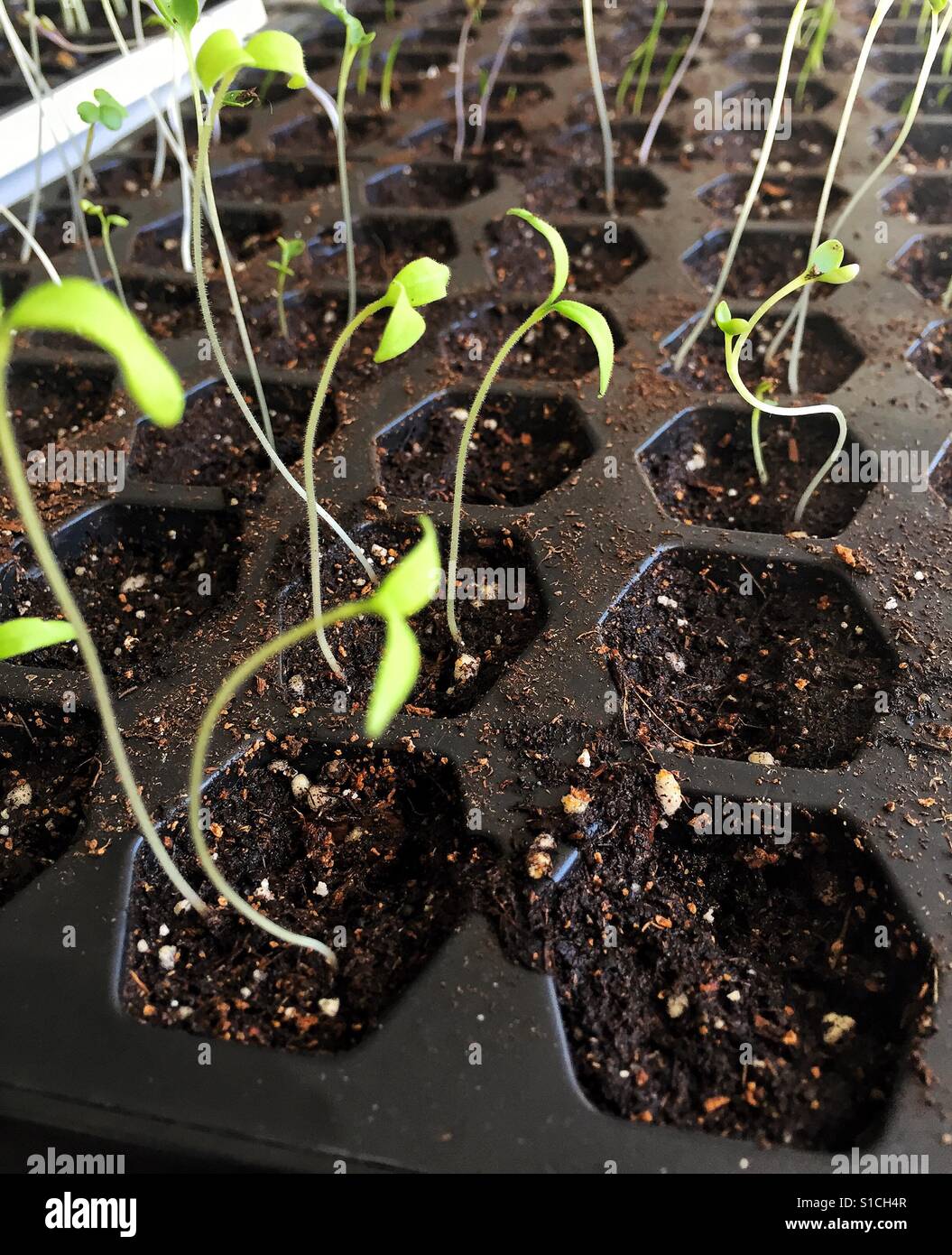 Sprouting seeds hi-res stock photography and images - Alamy