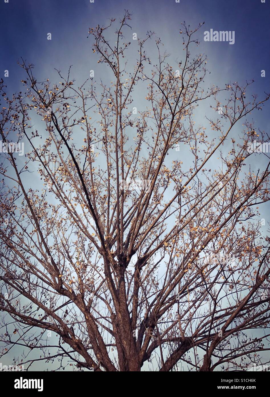 Leafless branches of trees in fall season with sky and cloud background ...