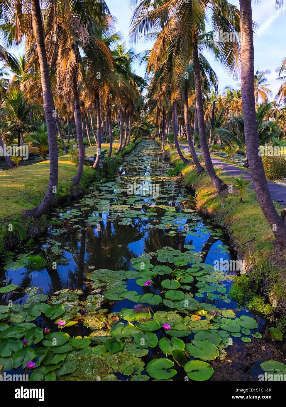 Coconut farm thailand hi-res stock photography and images - Alamy