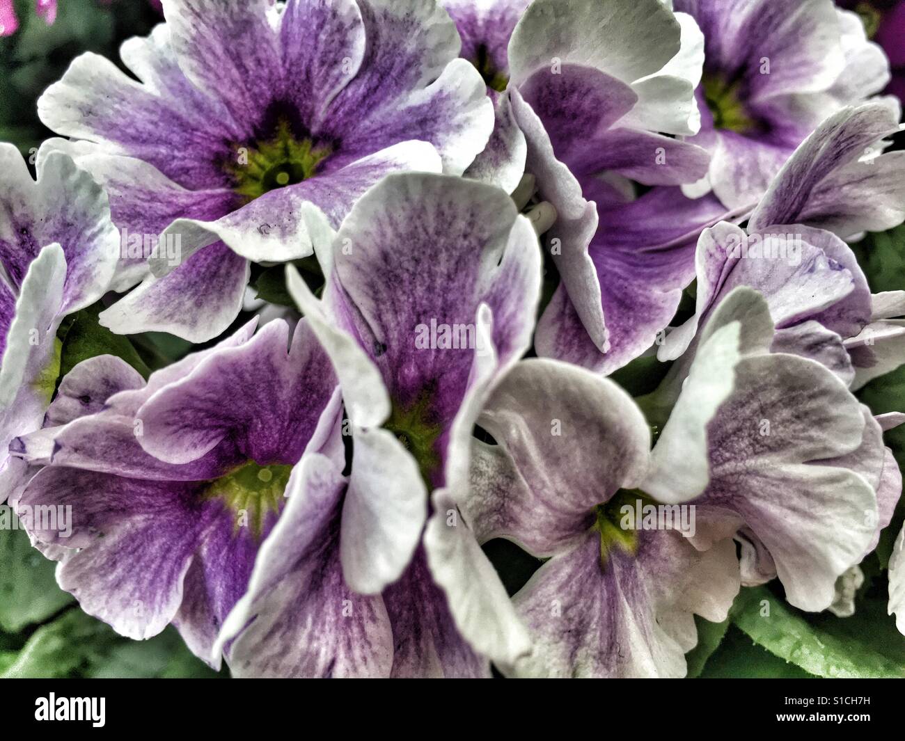 Primula flowers in bloom smartphone stock photos and images - Alamy