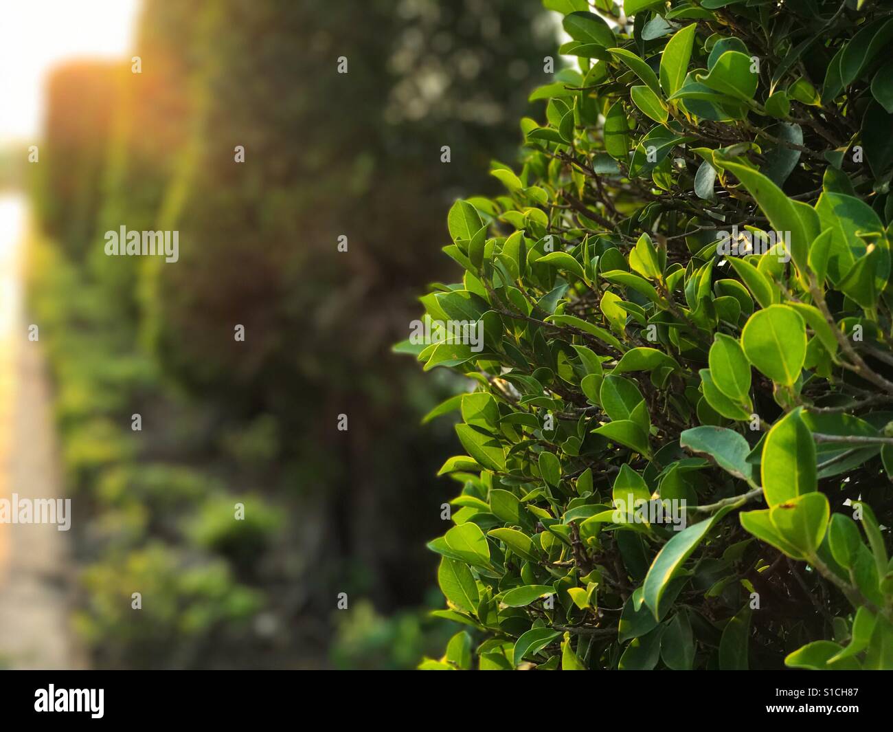 Ficus annulata hi-res stock photography and images - Alamy