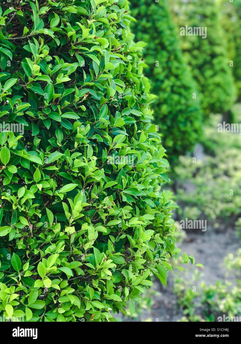Ficus Annulata High Resolution Stock Photography and Images - Alamy