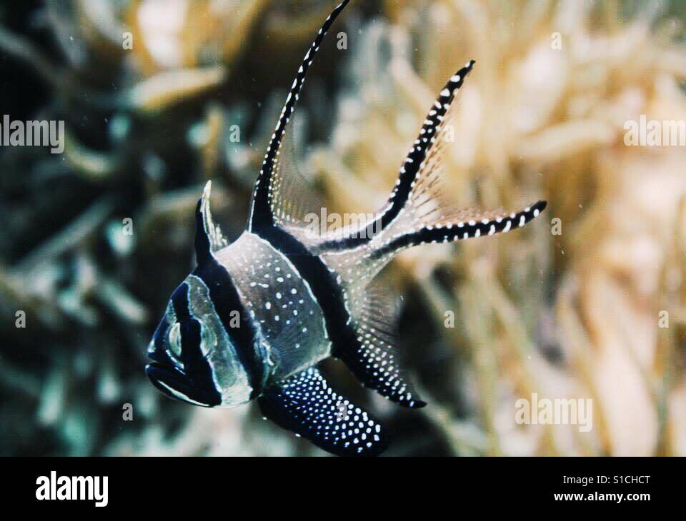 Fish with stripes Stock Photo - Alamy