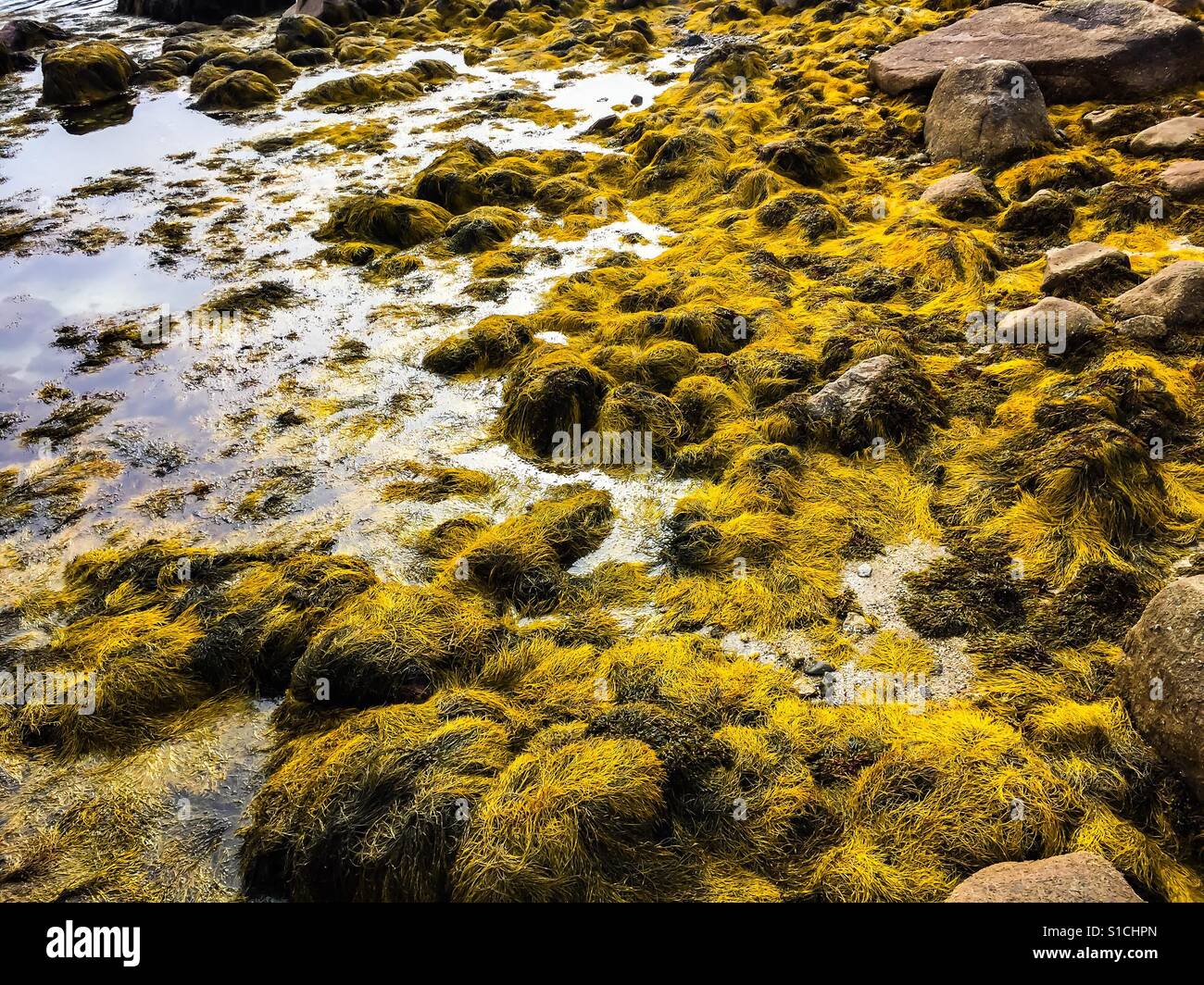Seaweed on rocks Stock Photo - Alamy