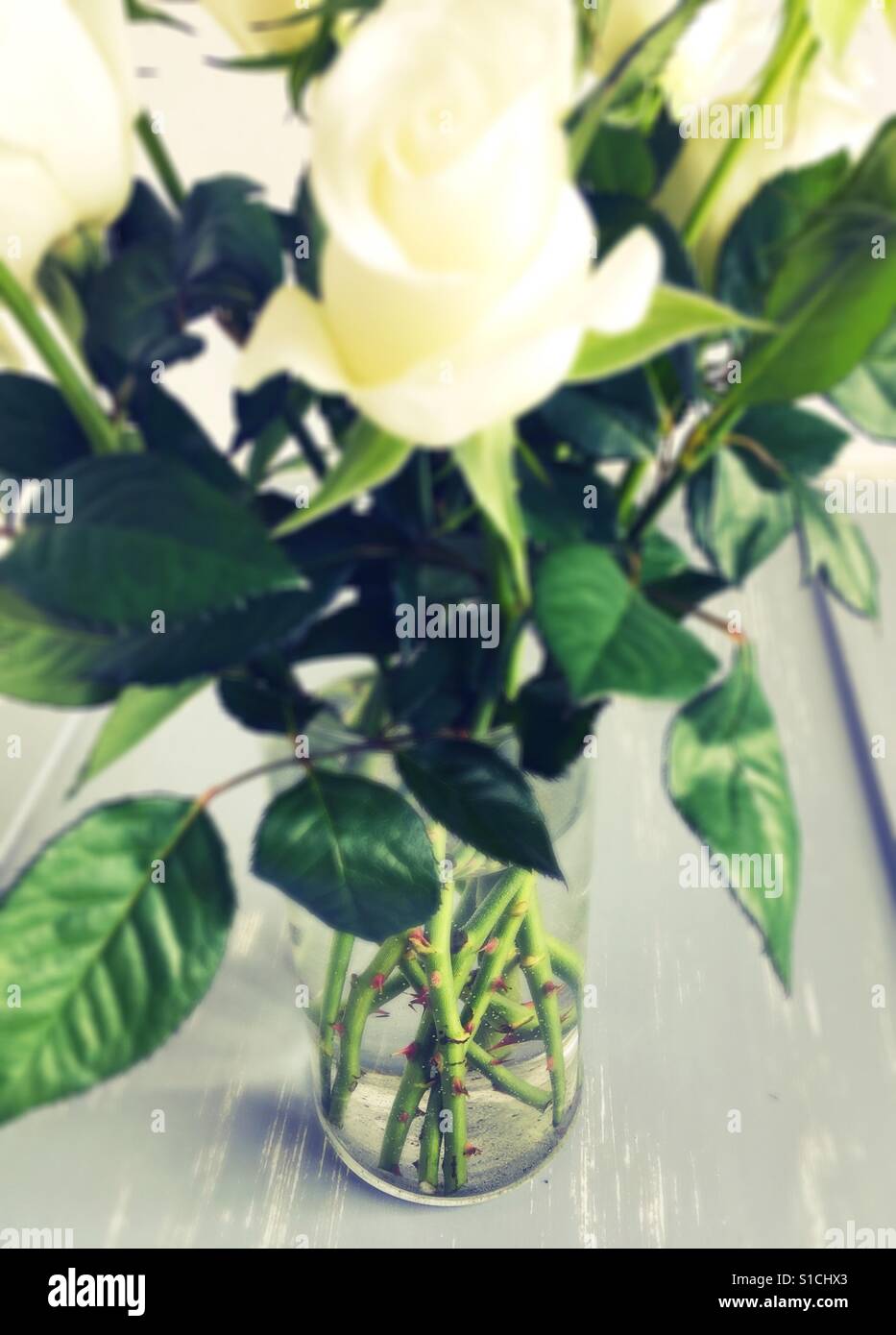 White thorny hi-res stock photography and images - Alamy