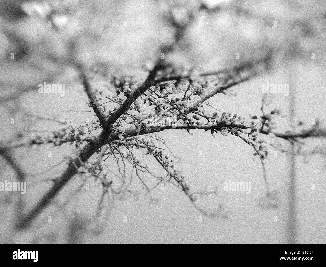 Many smiles in Black and White Stock Photo - Alamy