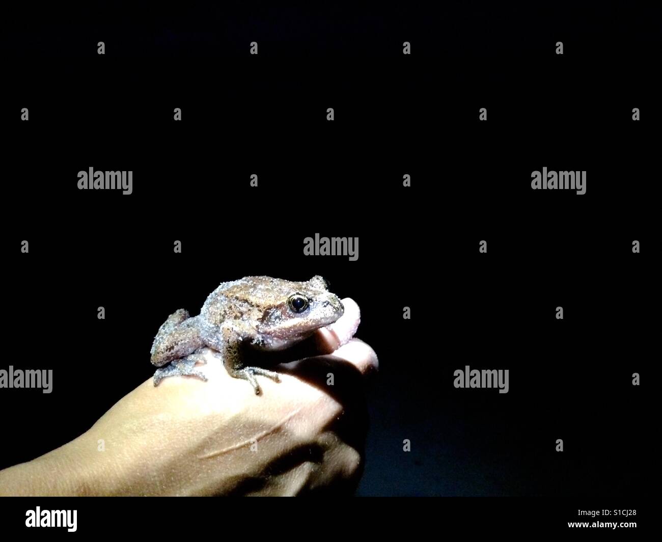 Little Toad, Vancouver Island, BC Stock Photo - Alamy