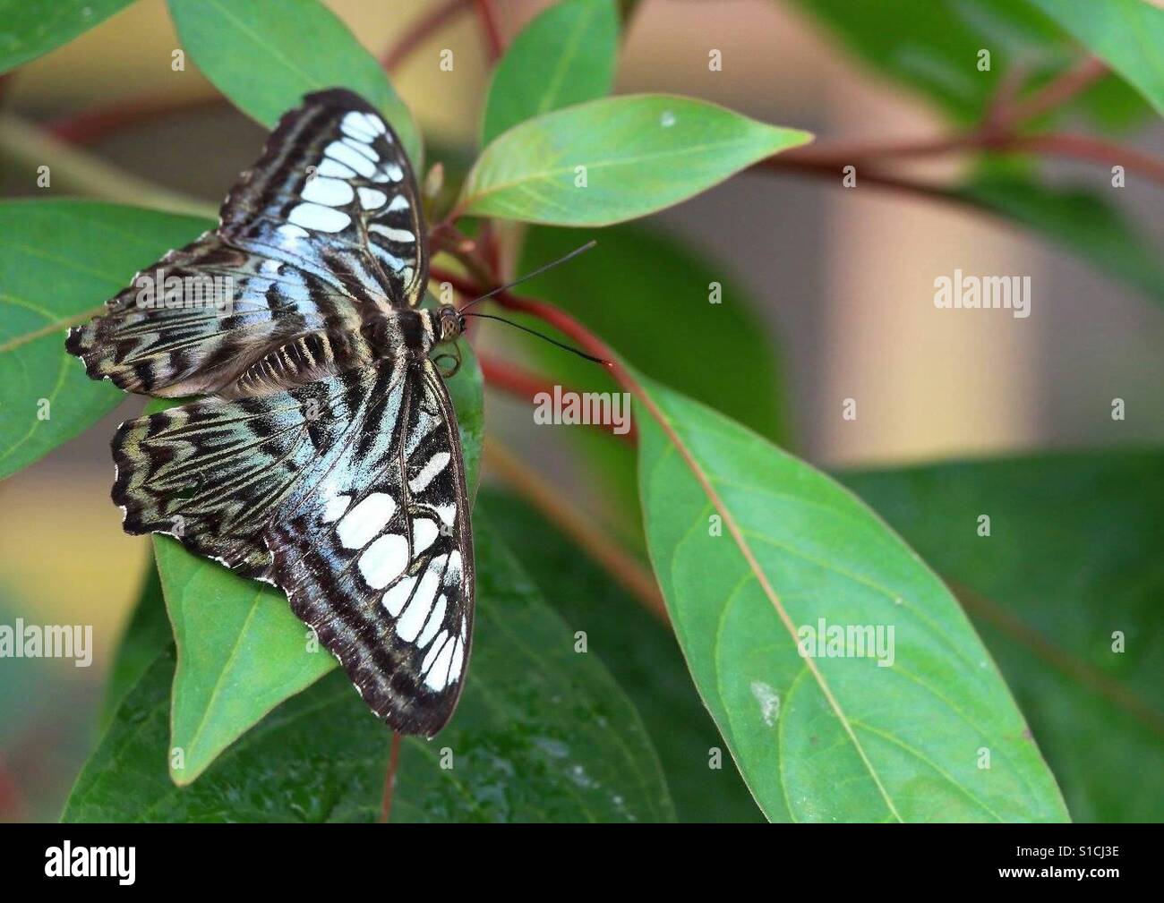 Beautiful Patterned Butterfly Resting On Leaf Stock Photo - Alamy