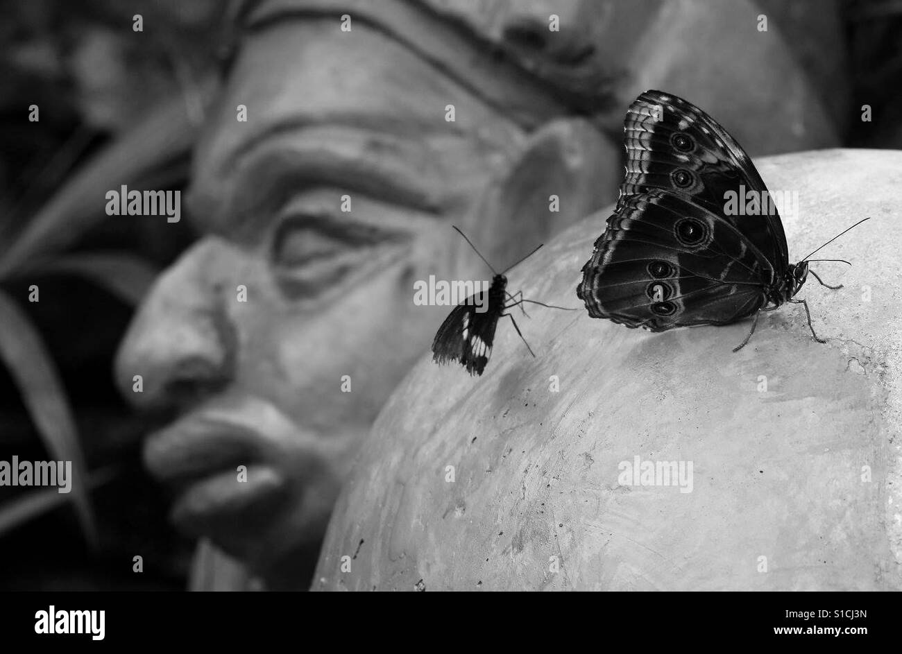 Black wings resting Black and White Stock Photos & Images - Alamy