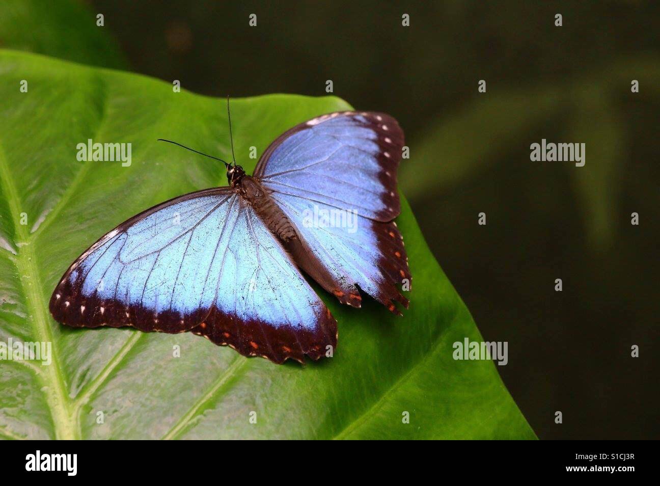 Stunning Eastern Tailed-Blue Butterfly Basking On Leaf Stock Photo - Alamy