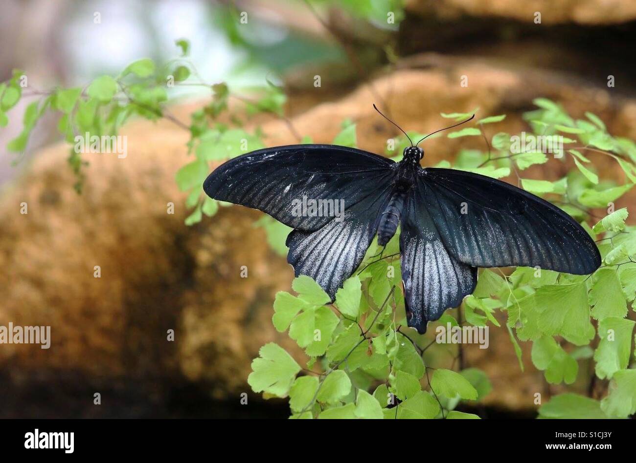 Beautiful Black Butterfly Stock Photo - Alamy