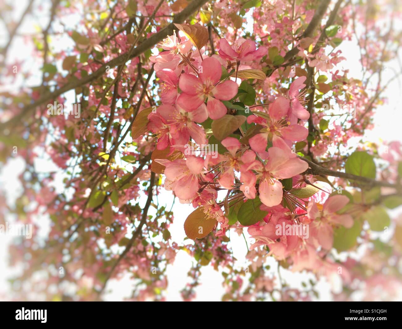 Crabapple tree in bloom hi-res stock photography and images - Alamy