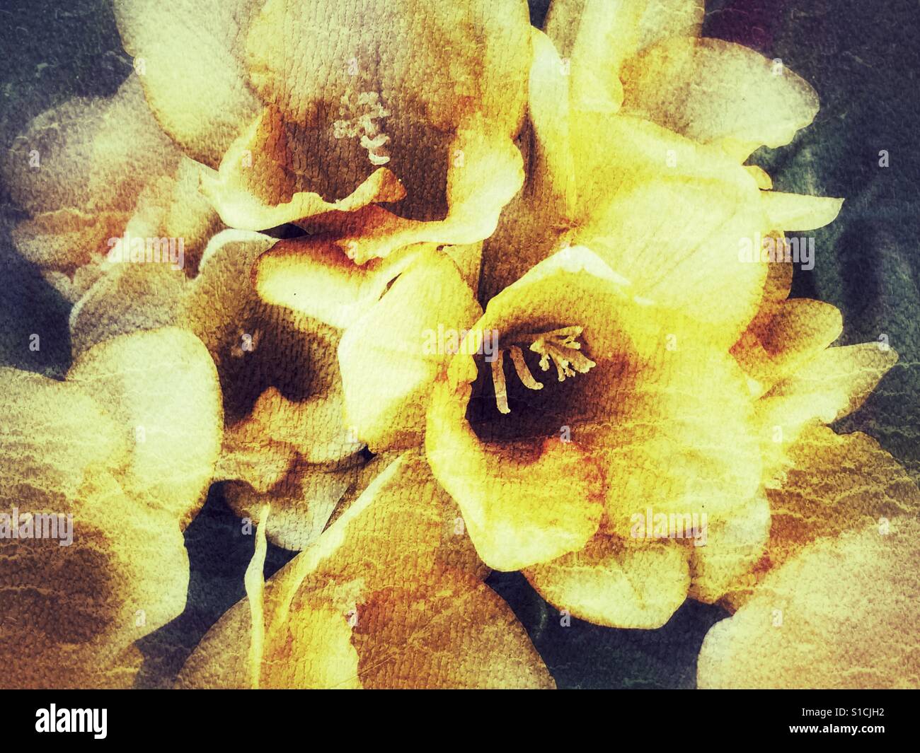 Yellow freesia flowers Stock Photo - Alamy