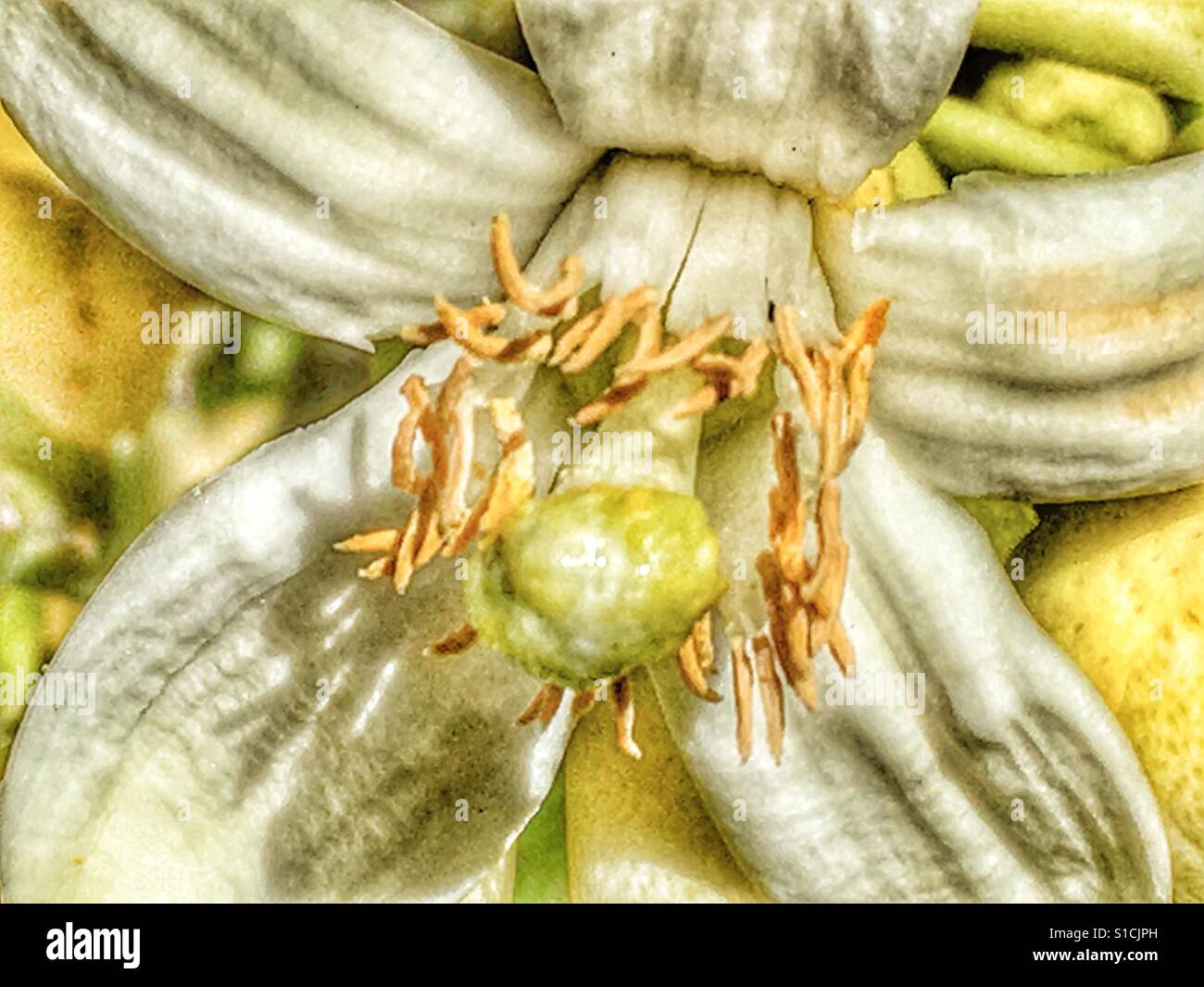 Blossom on a pomelo tree Stock Photo - Alamy