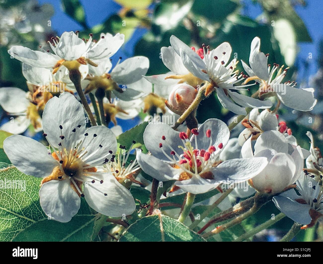 Blossom pear tree blue hi-res stock photography and images - Alamy