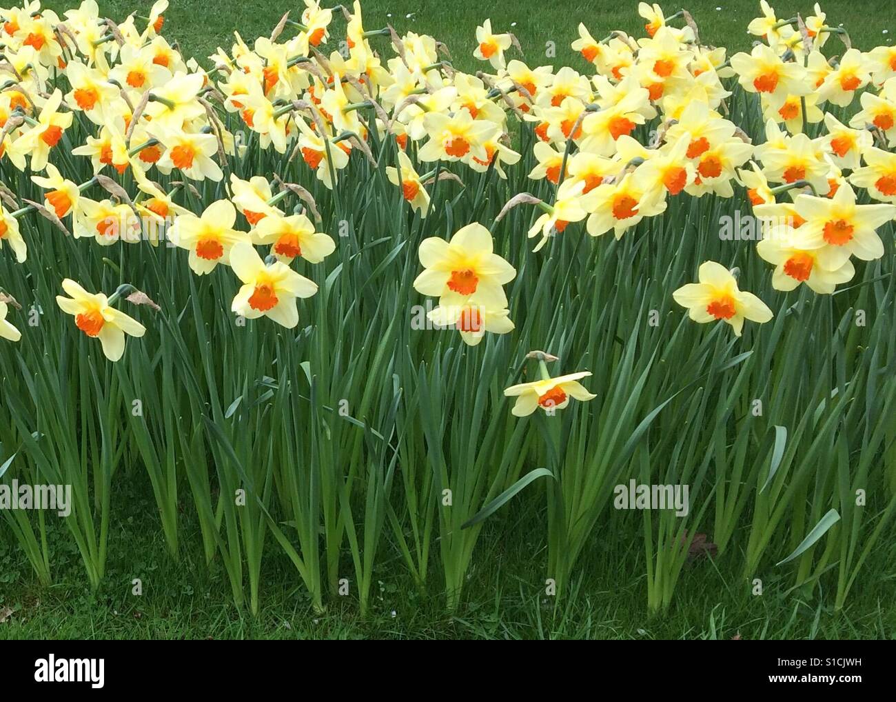 Narcissus jetfire garden hi-res stock photography and images - Alamy