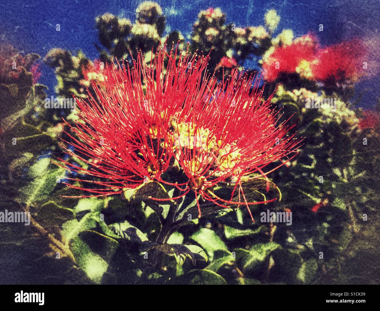 Grevillea buds hi-res stock photography and images - Alamy
