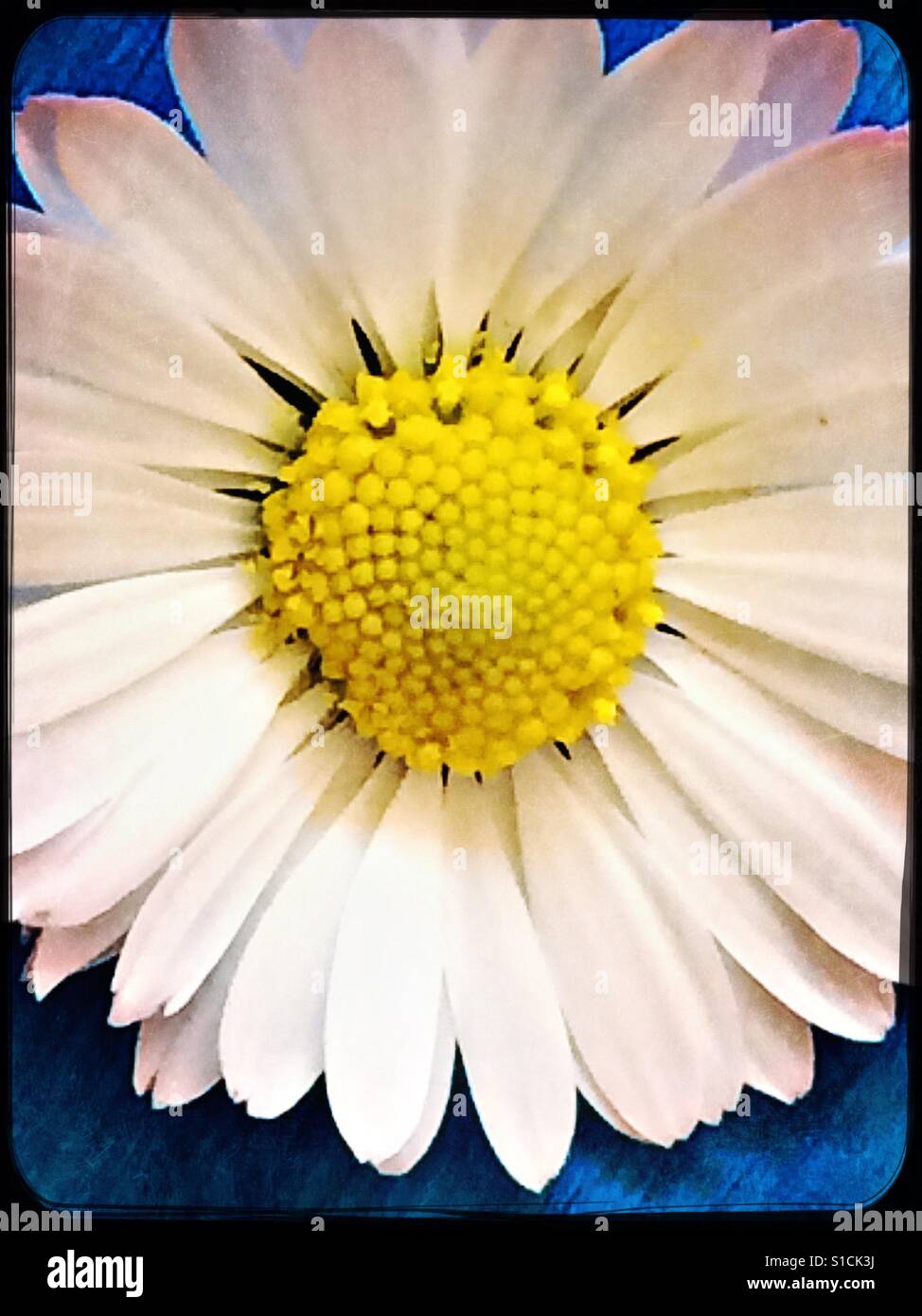 Pretty daisy head in close up. White petals surrounding the yellow ...