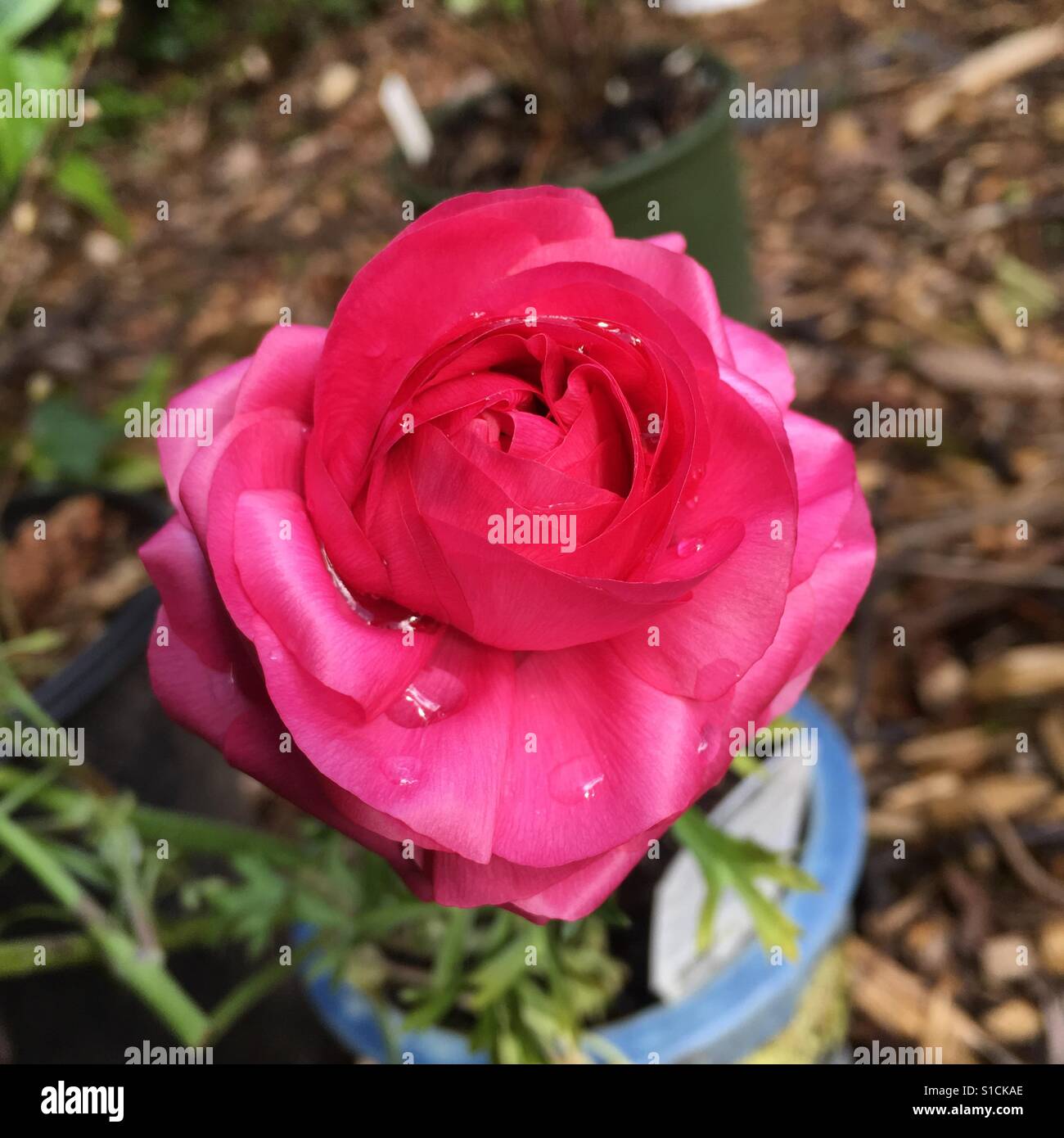 Springtime rain hi-res stock photography and images - Alamy