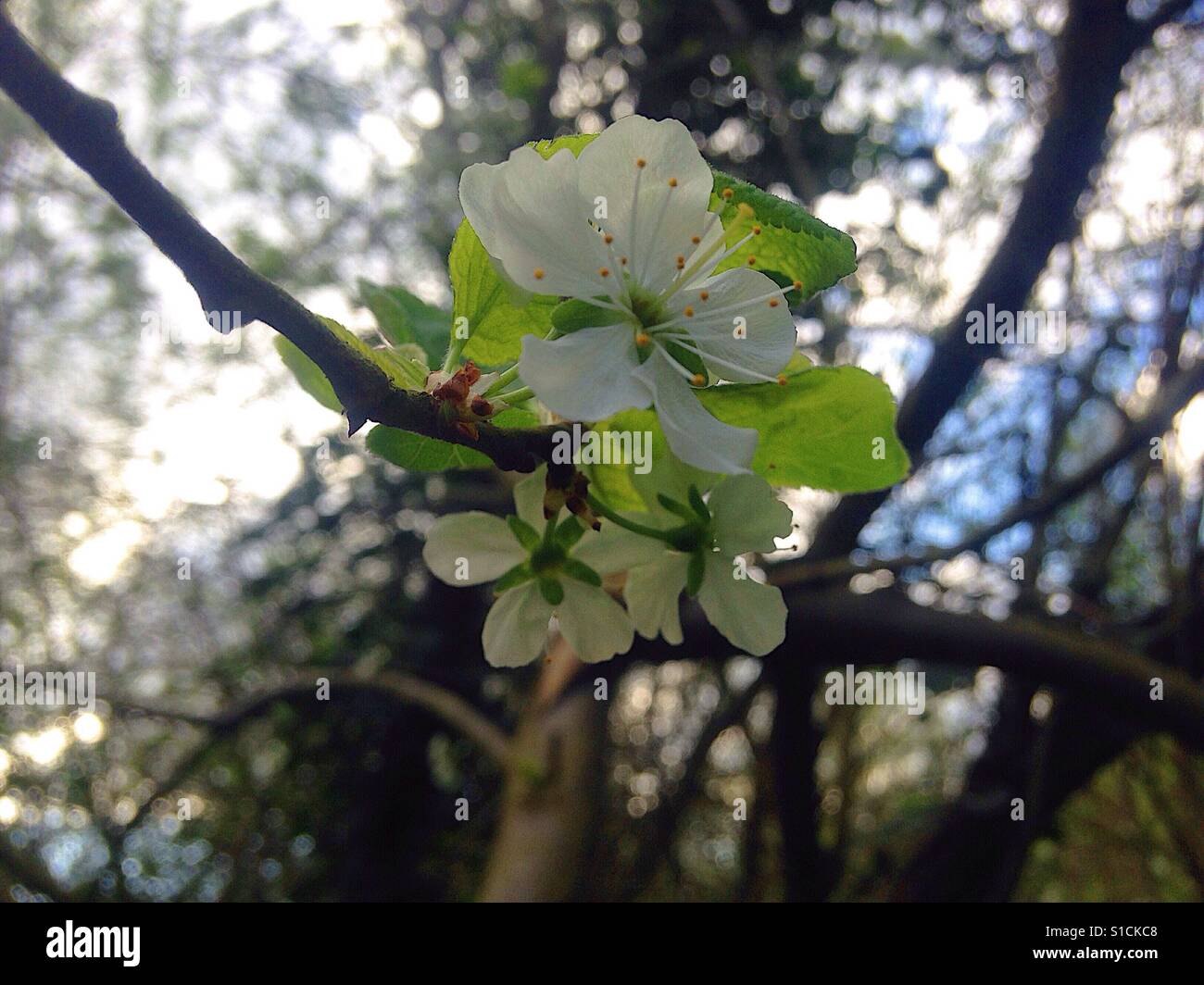 Nice spring weather hi-res stock photography and images - Alamy