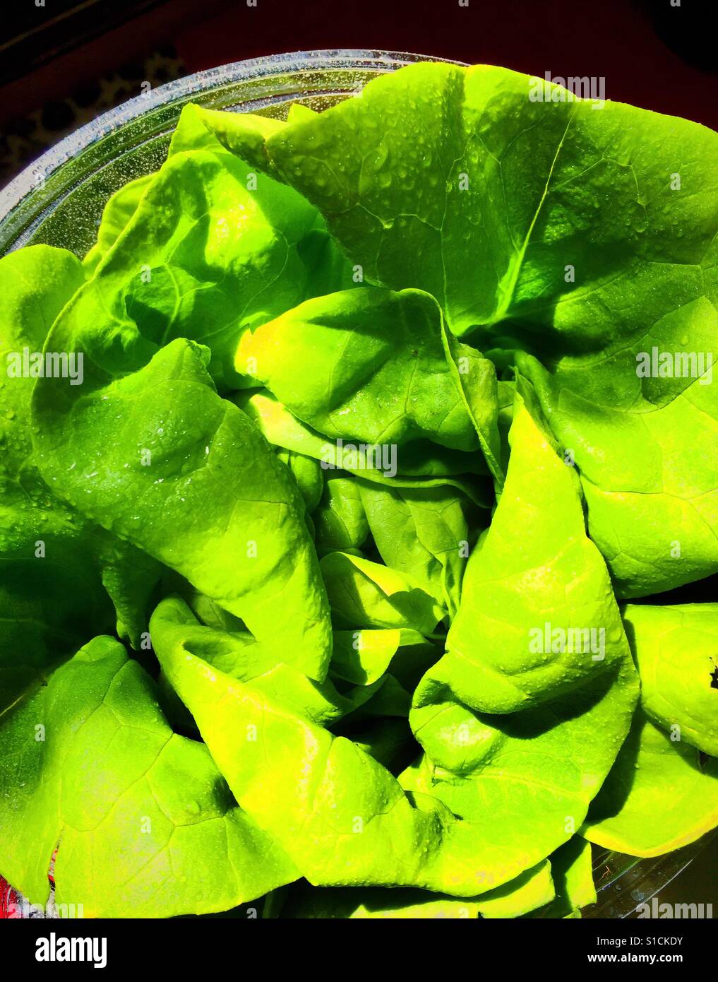 Green butter head hi-res stock photography and images - Alamy