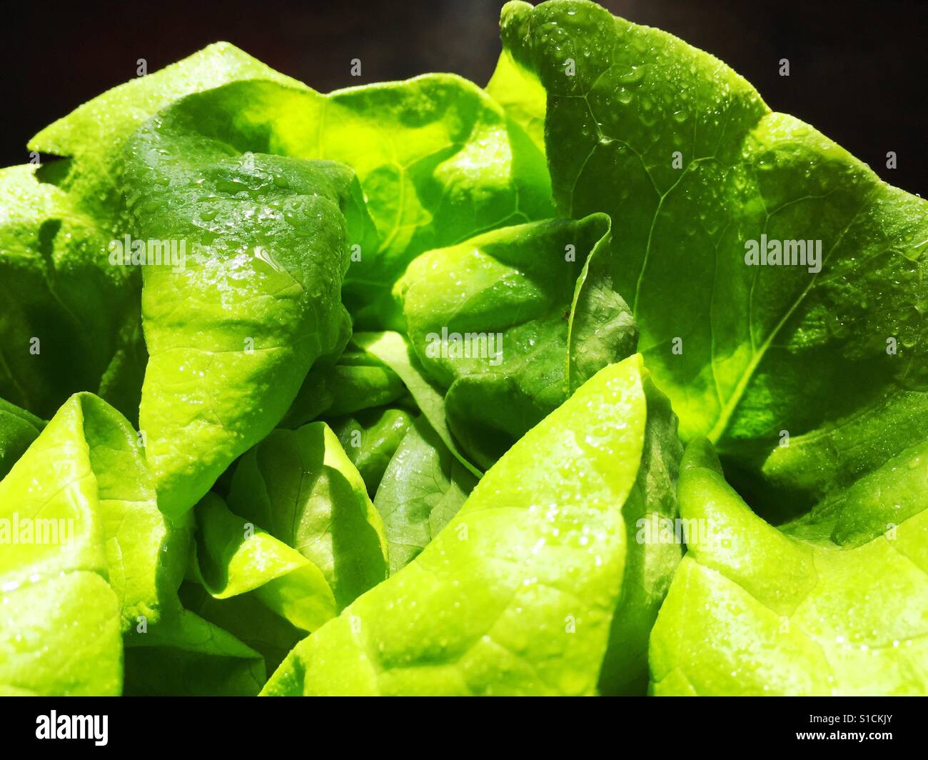 Fresh head of bright green butter lettuce, USA Stock Photo - Alamy