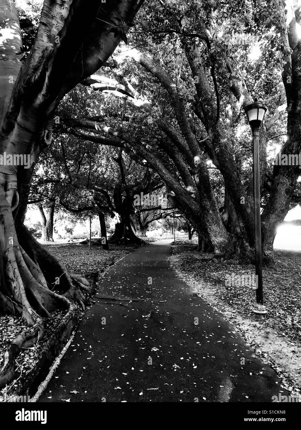 Path through park hi-res stock photography and images - Alamy