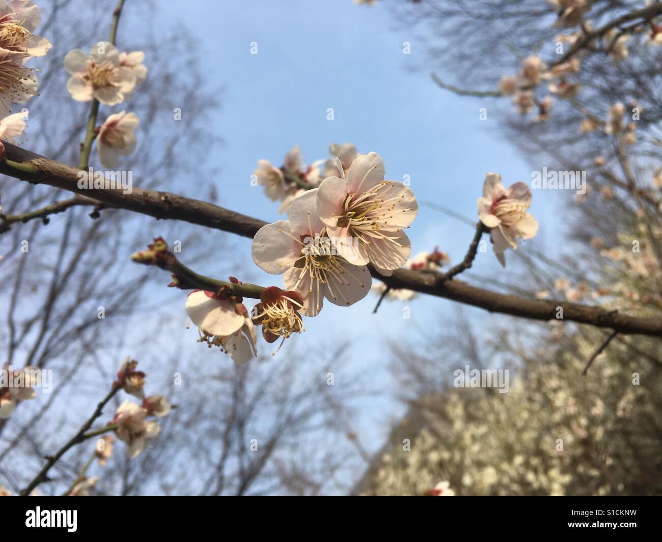 Korea spring tree hi-res stock photography and images - Alamy