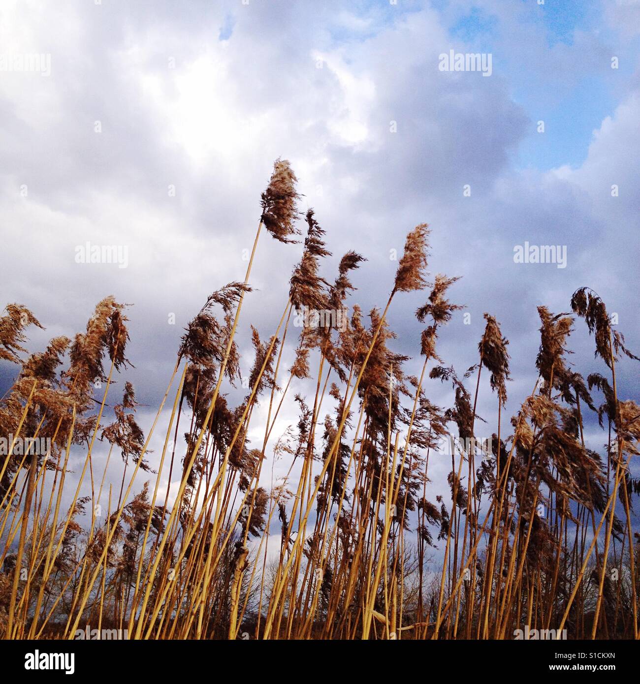 Reed bulrush hi-res stock photography and images - Alamy
