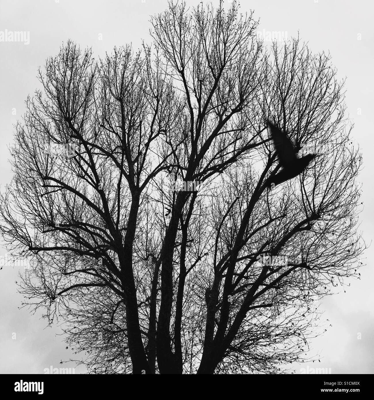 Bw of bird hi-res stock photography and images - Alamy